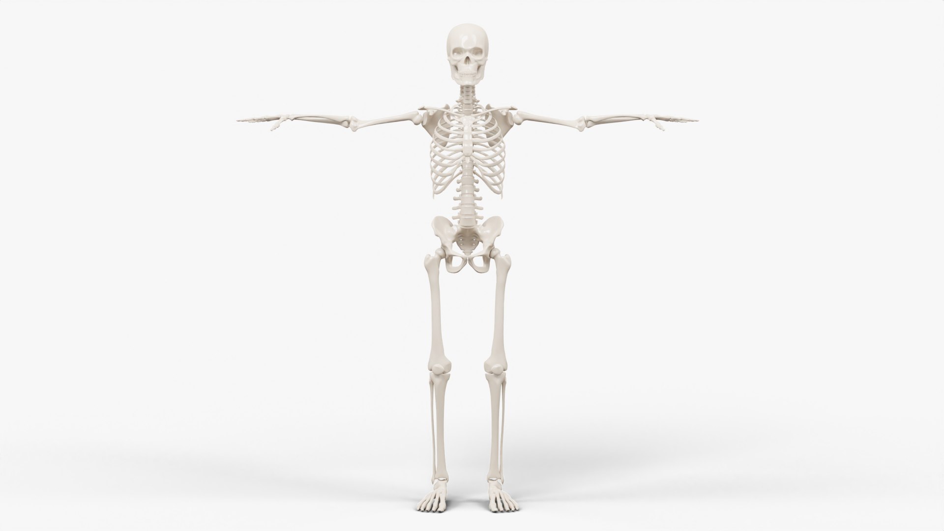 3D Human Skeleton - TurboSquid 1894731