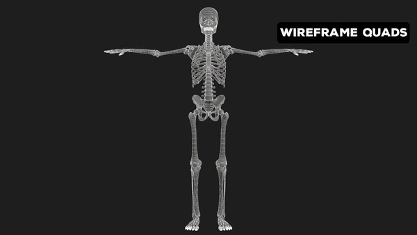 modelo 3d Esqueleto humano - TurboSquid 1894731