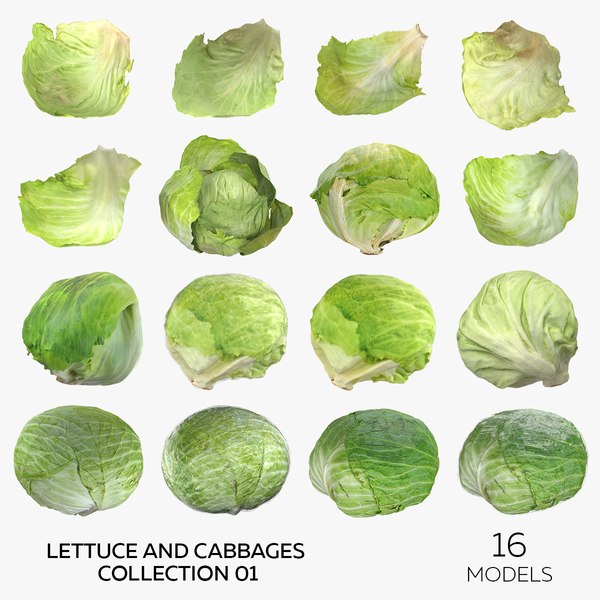 Cabbage 3D Models for Download | TurboSquid