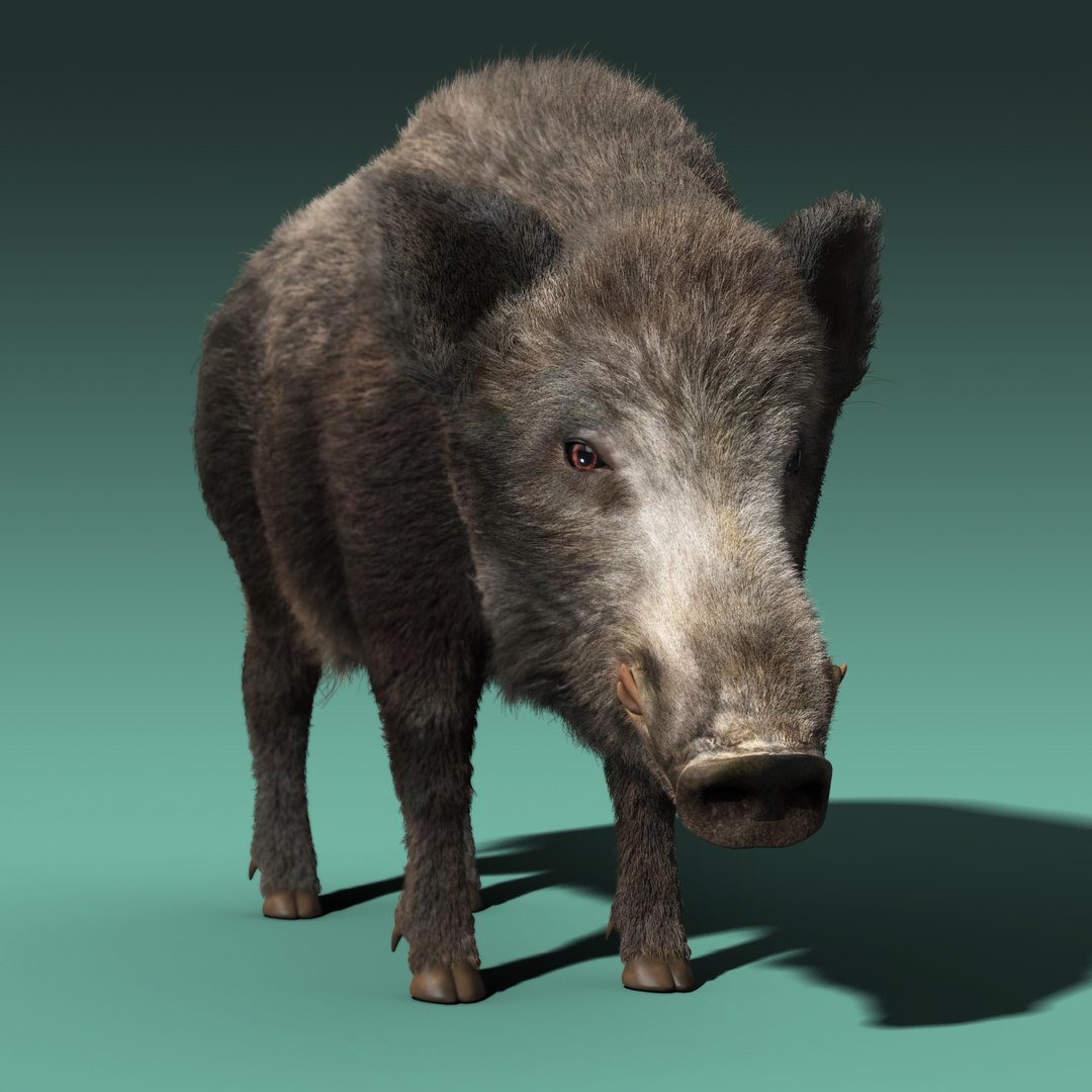 3d Model Wild Boar Fur Rigged