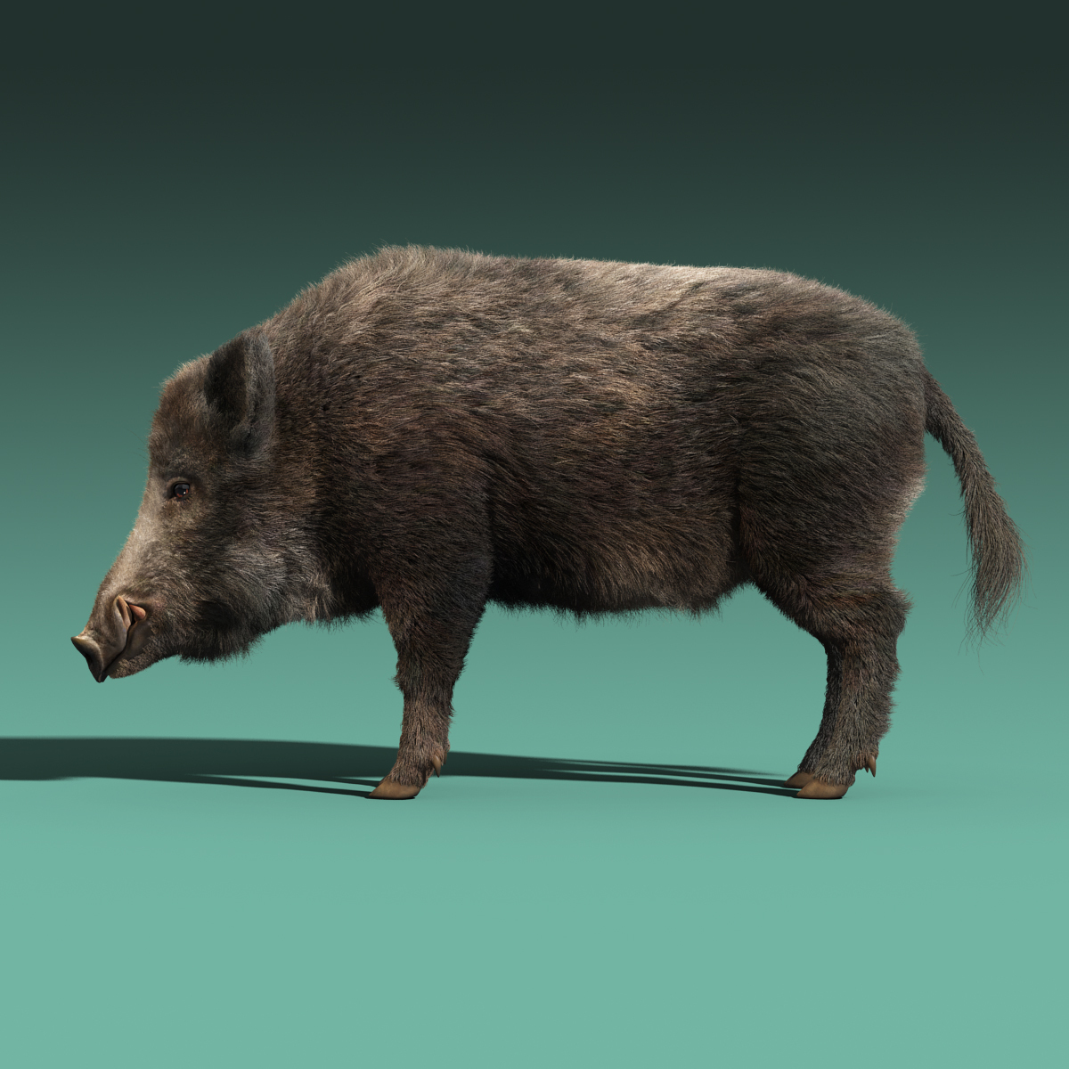 3d model wild boar fur rigged