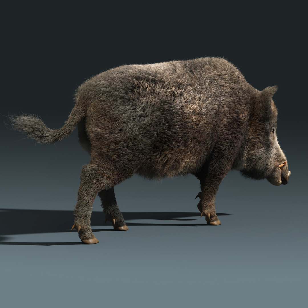 3d model wild boar fur rigged