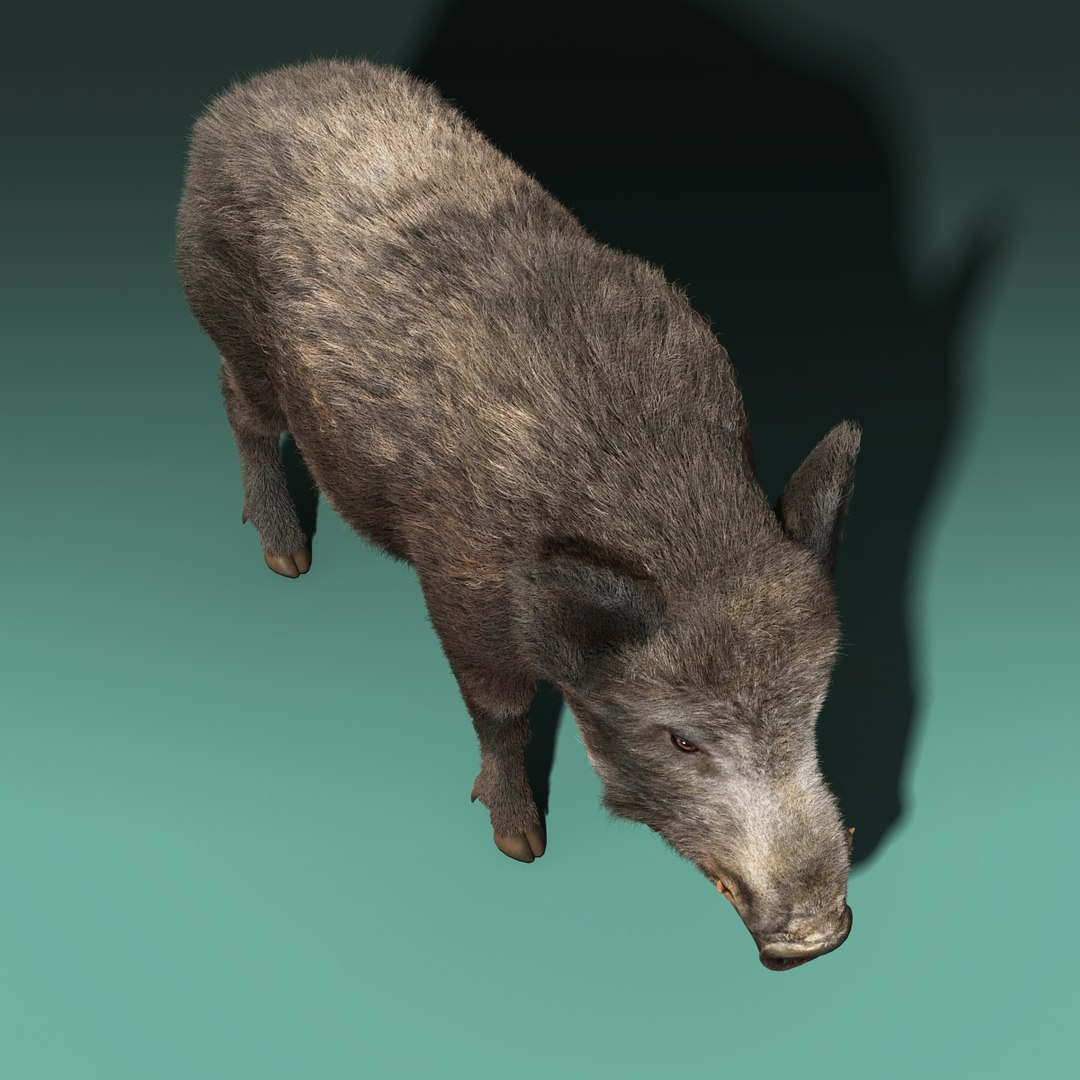 3d Model Wild Boar Fur Rigged