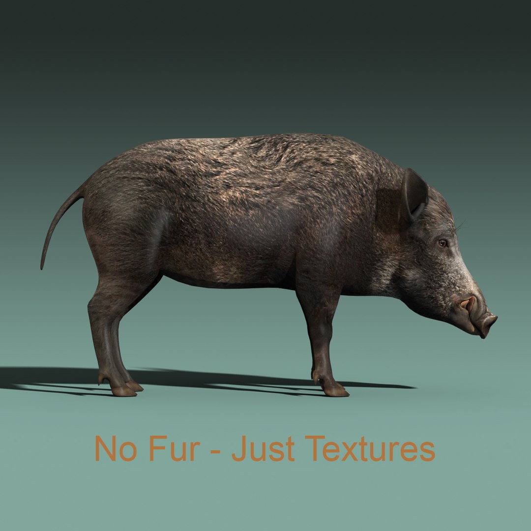 3d Model Wild Boar Fur Rigged