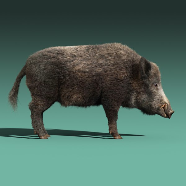 3d model wild boar fur rigged