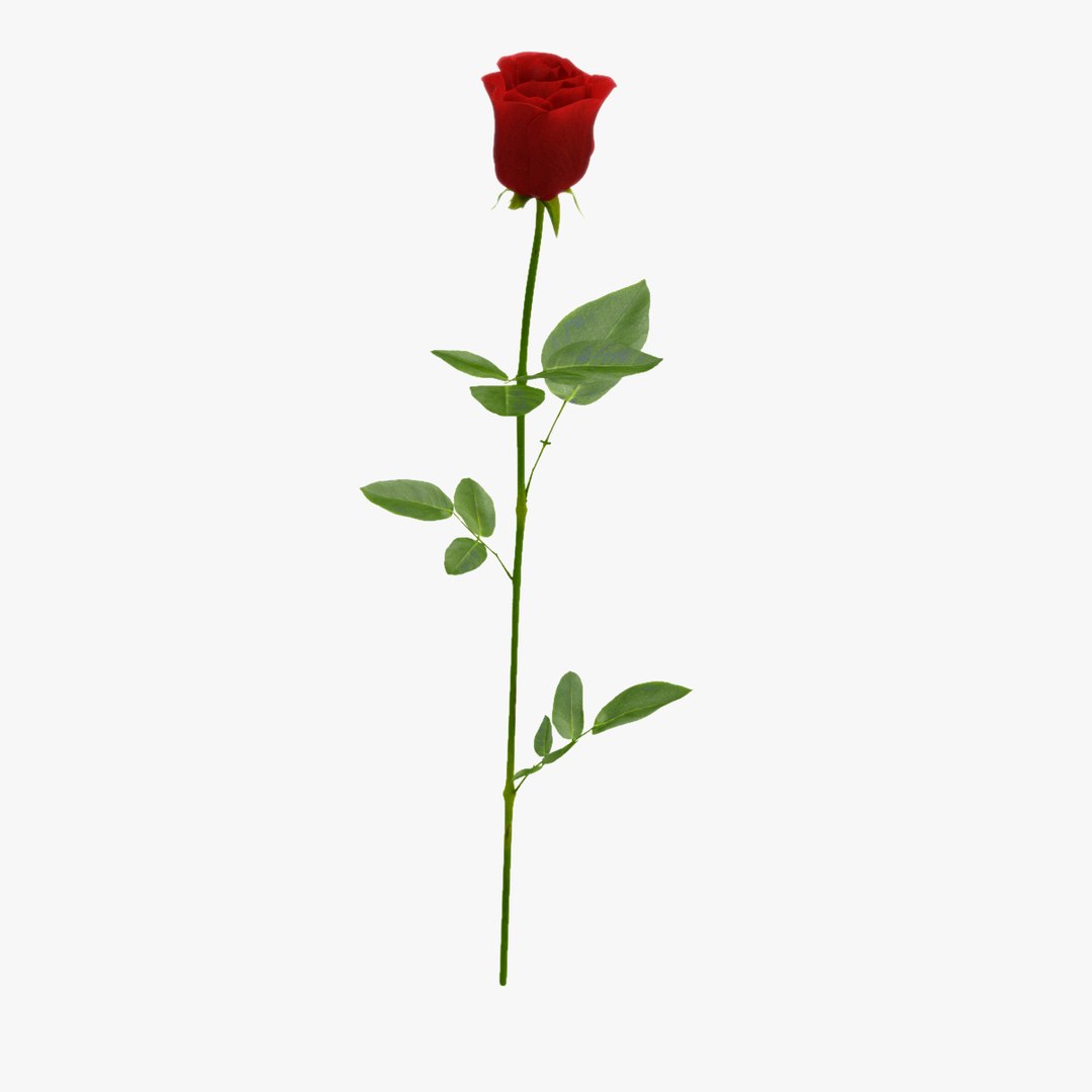Rose Leaf 3d Max