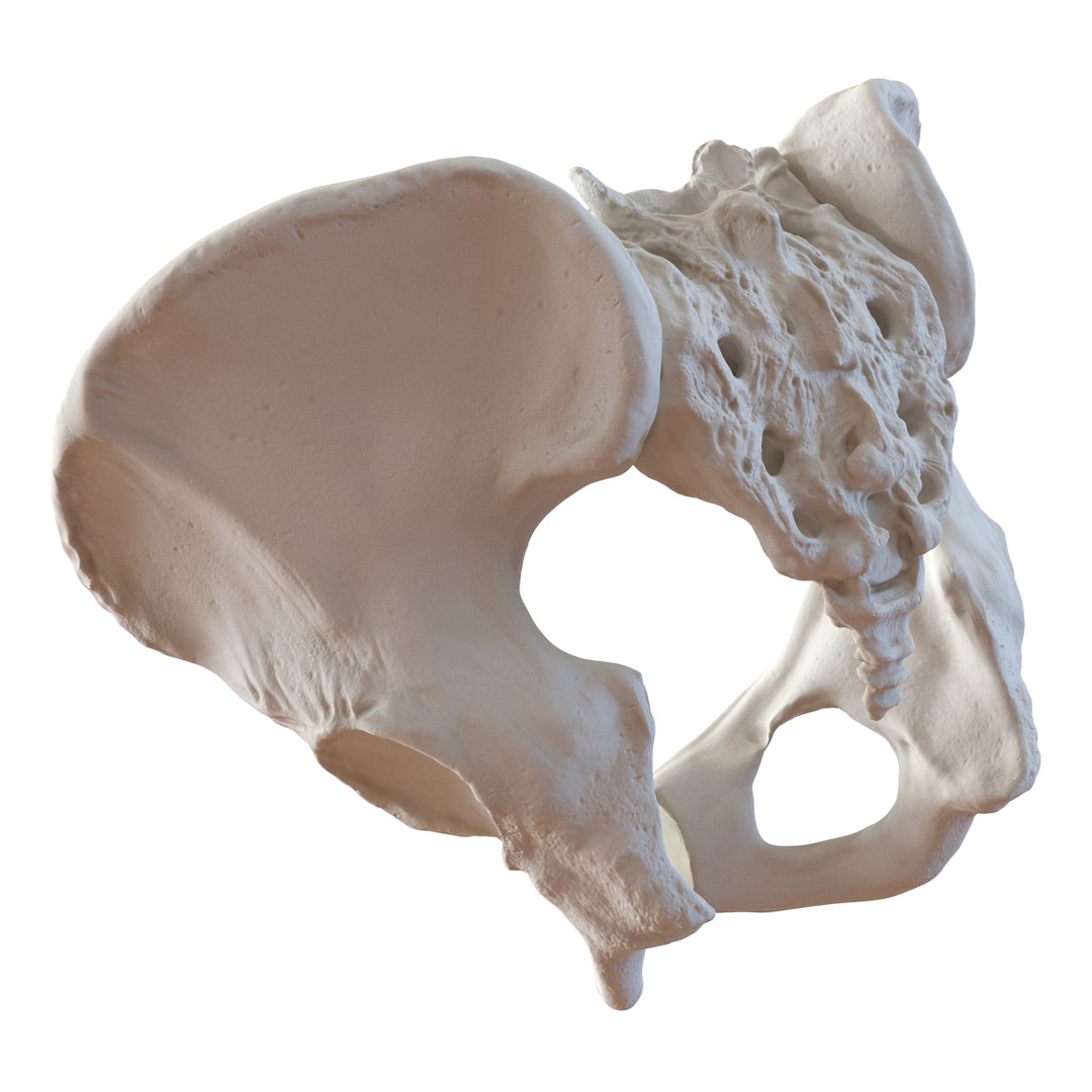 max female pelvis skeleton