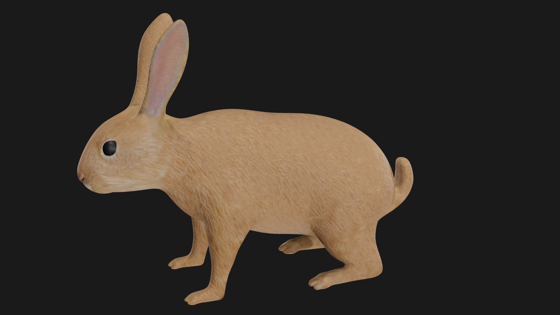 Realistic Rigged Rabbit 3D Model - TurboSquid 1669521