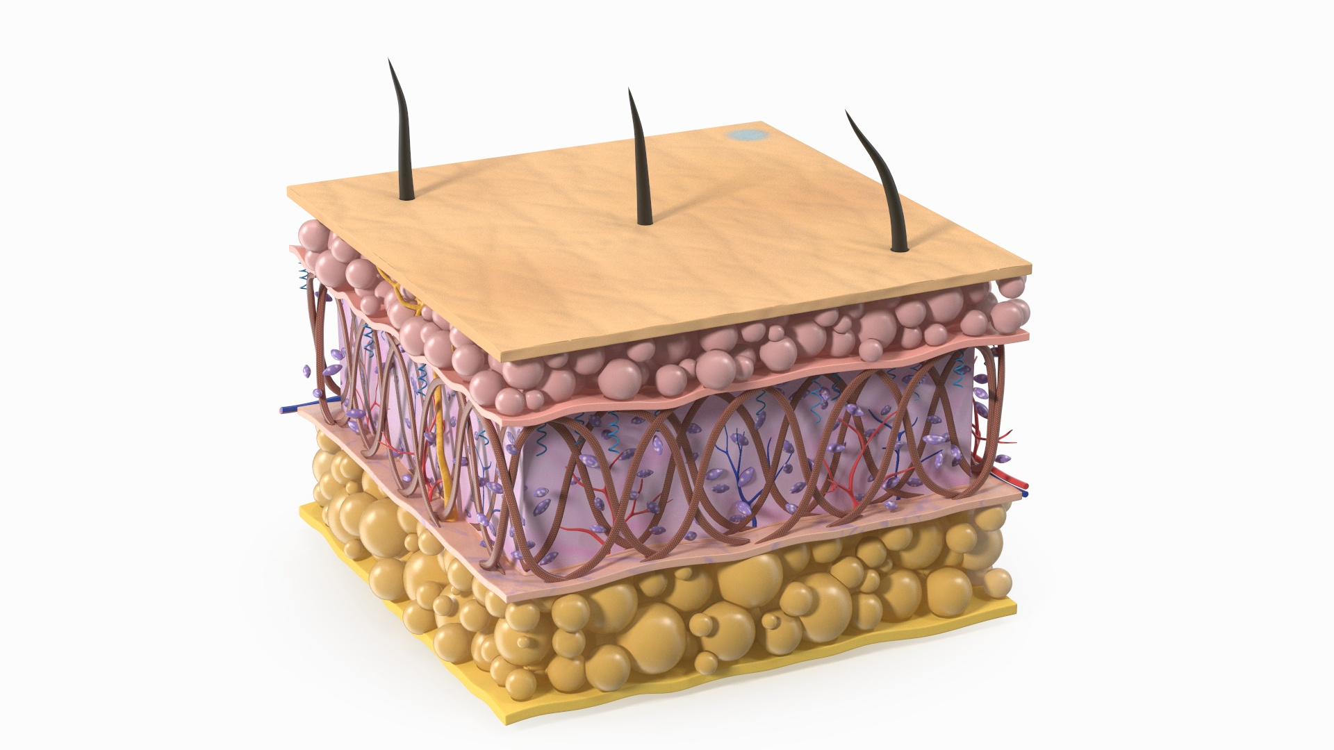 Human Skin Anatomy Cross-Section Young Structure 3D - TurboSquid 2485949