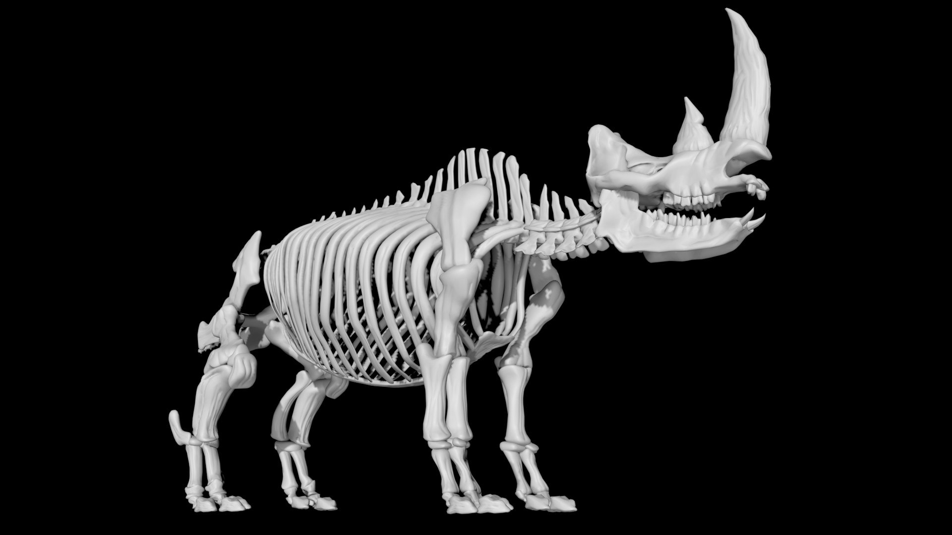 Rhino Skeleton 3D Model - TurboSquid 1853926