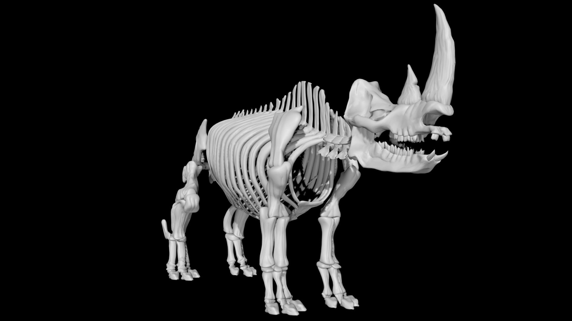 Rhino Skeleton 3D Model - TurboSquid 1853926