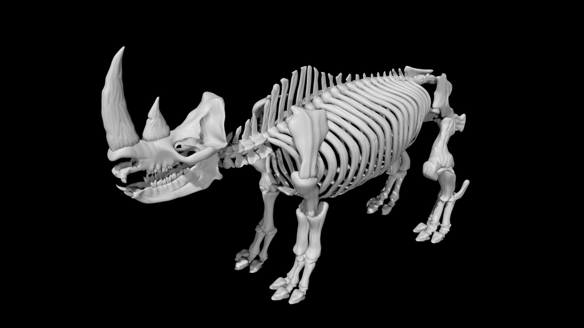 Rhino Skeleton 3D Model - TurboSquid 1853926