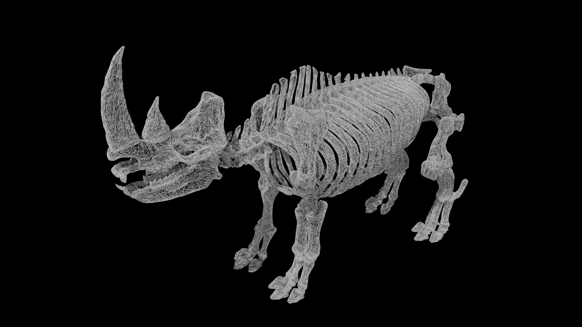 Rhino Skeleton 3D Model - TurboSquid 1853926