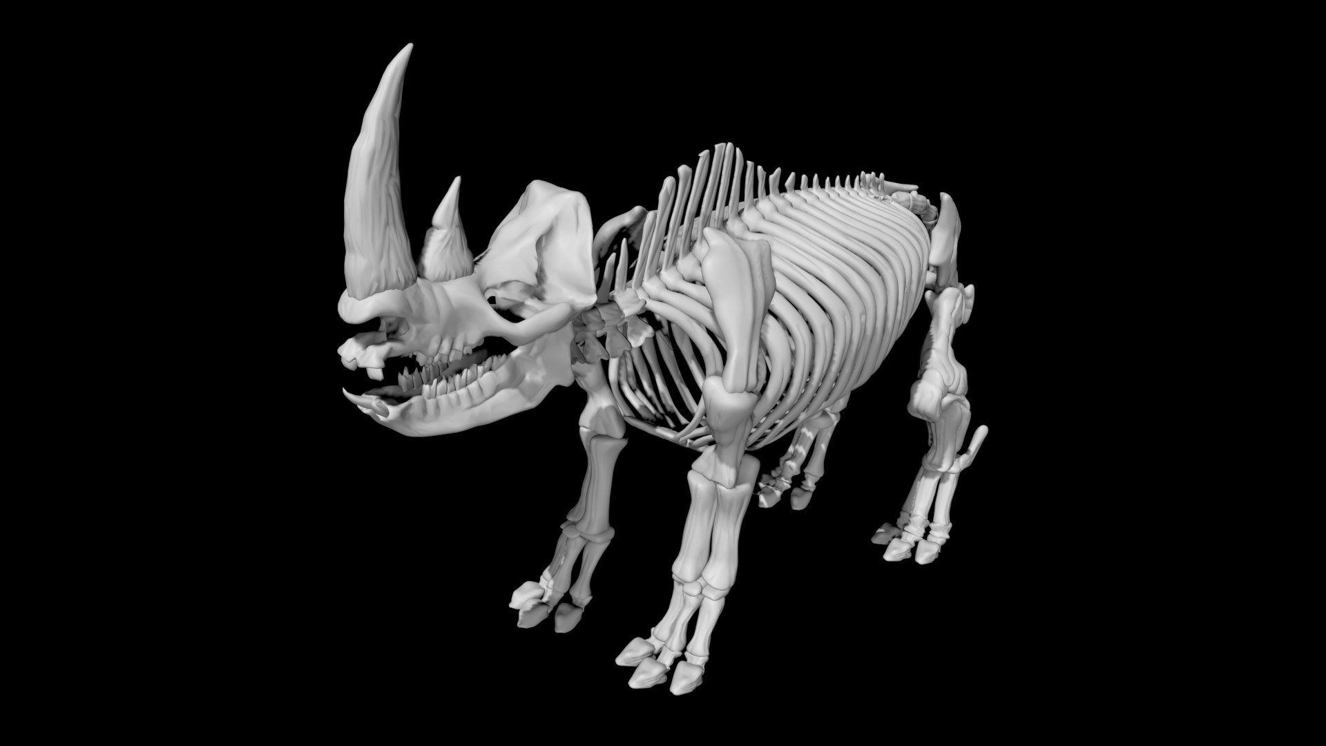 Rhino Skeleton 3D Model - TurboSquid 1853926