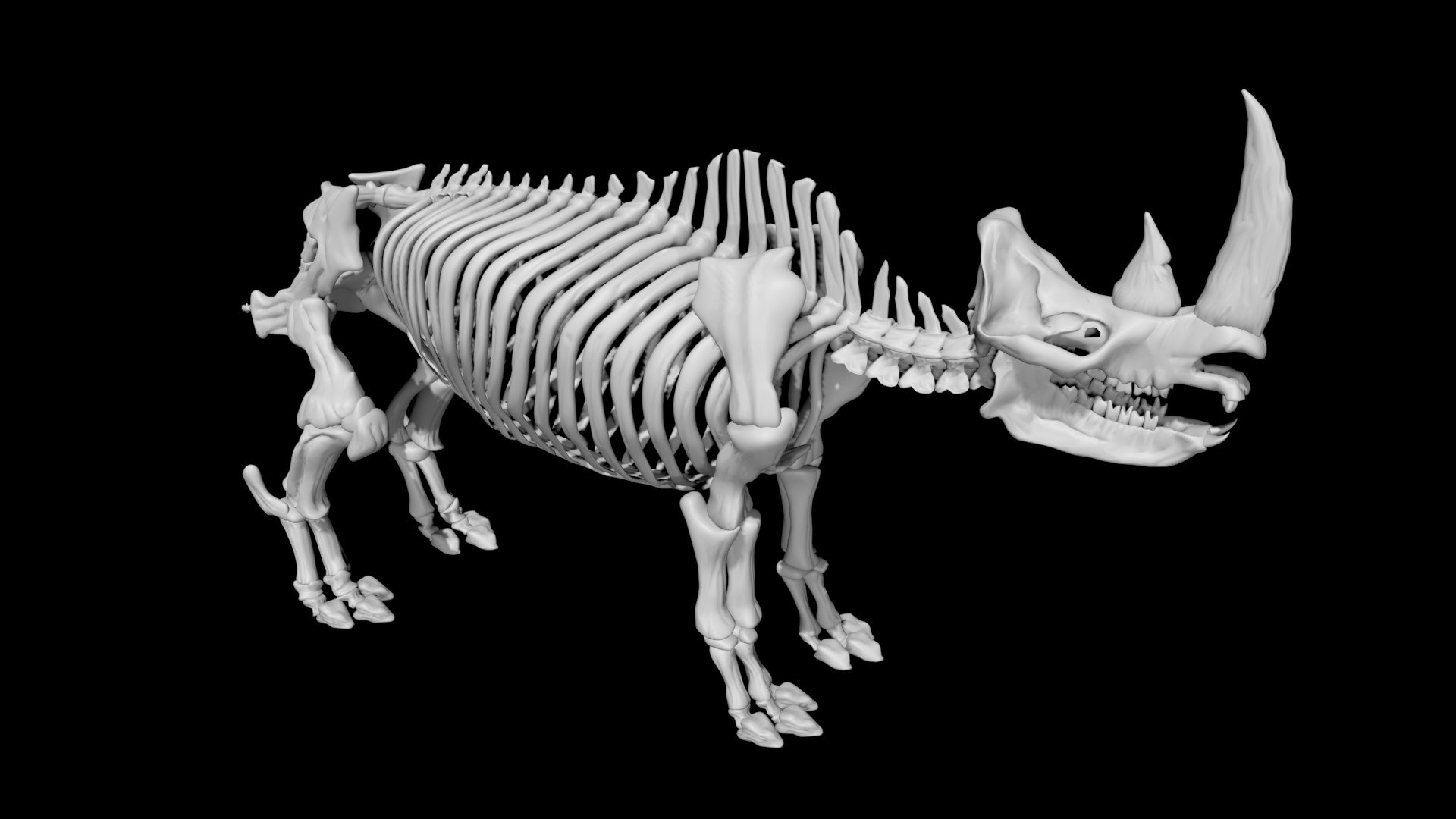 Rhino Skeleton 3D Model - TurboSquid 1853926