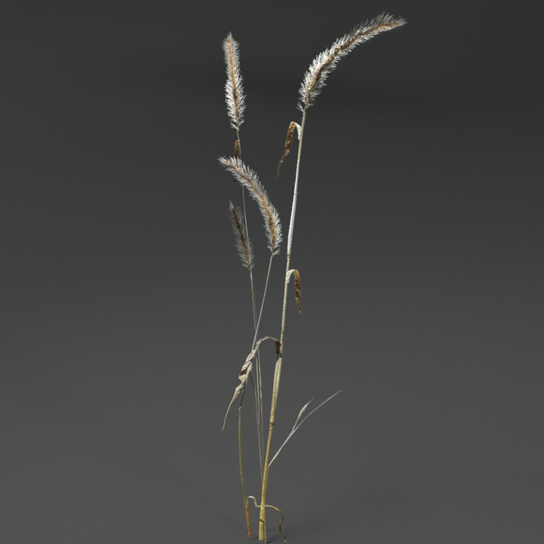 3d Realistic Wheat