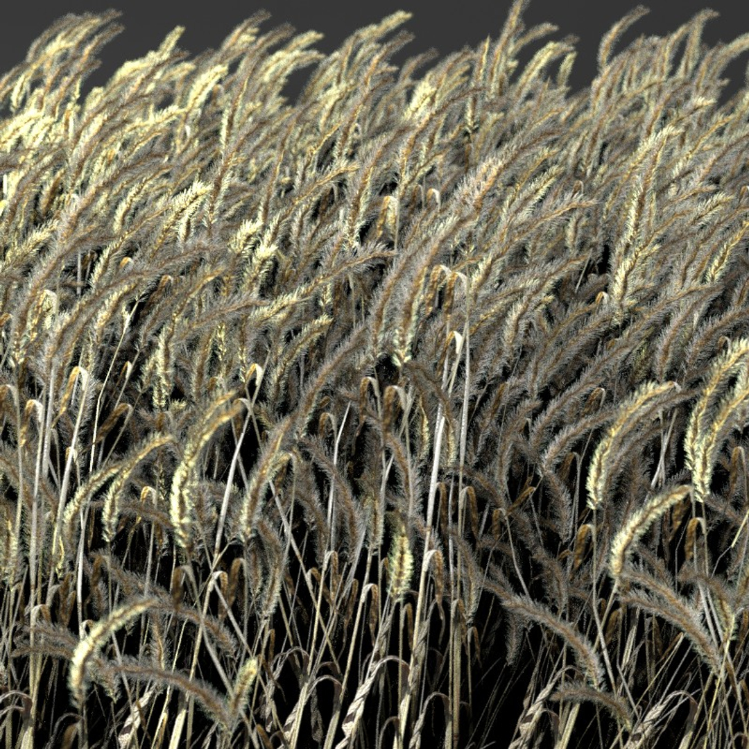 3d Realistic Wheat