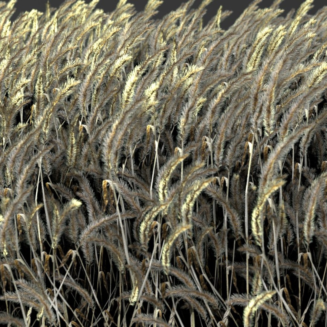 3d Realistic Wheat