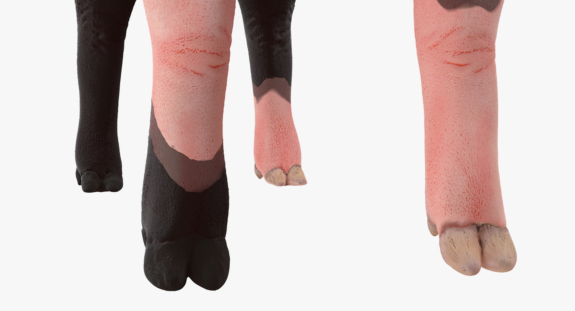 Hampshire Pig Piglet Rigged 3D - TurboSquid 1359052
