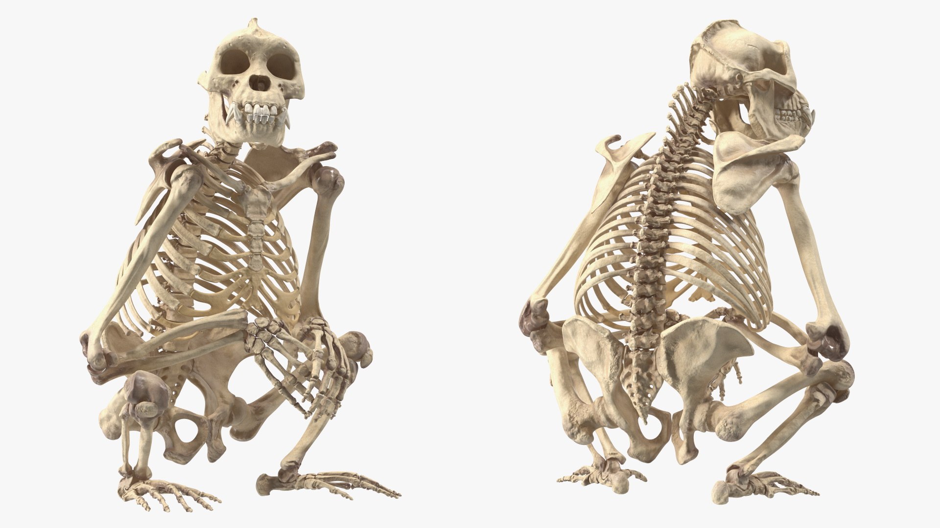 3D model Gorilla Skeleton Rigged - TurboSquid 2056033