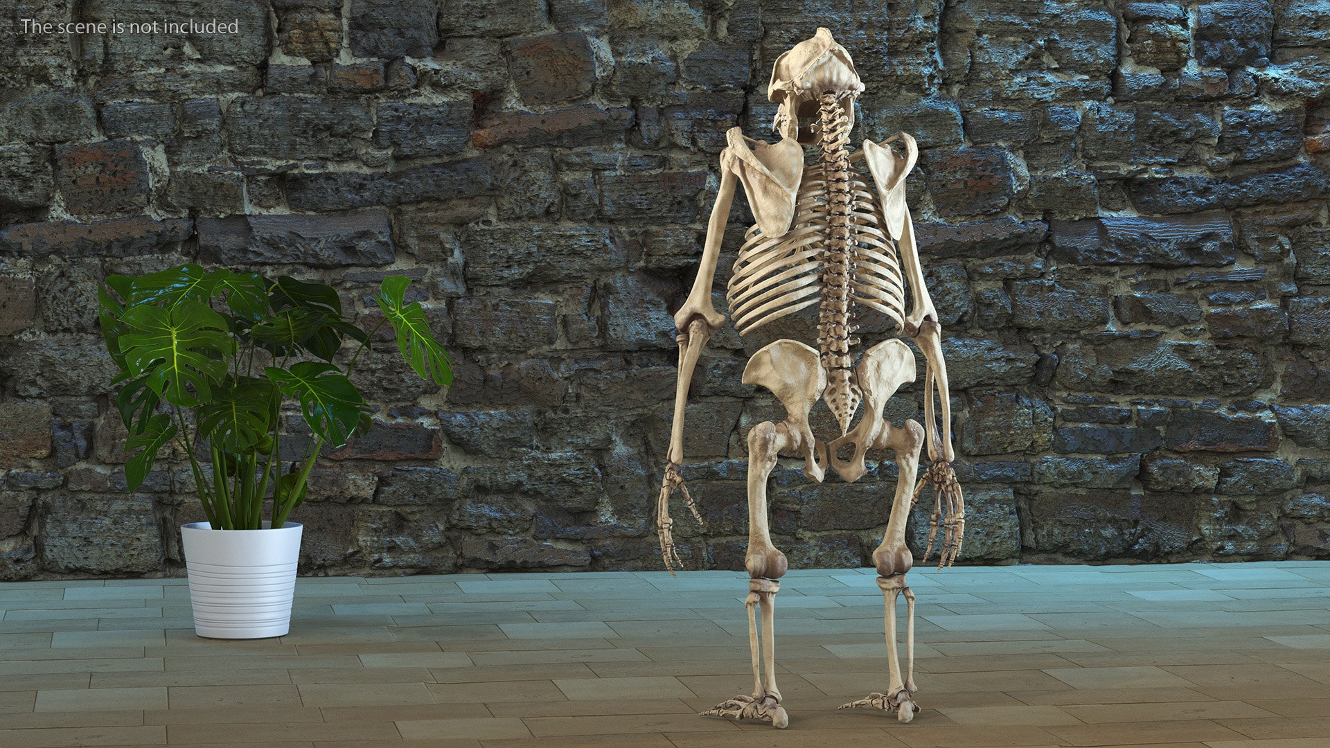 3D model Gorilla Skeleton Rigged - TurboSquid 2056033