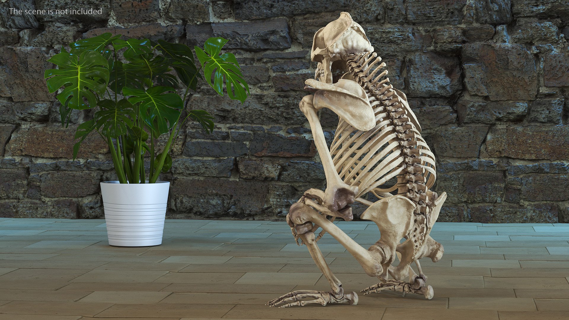 3D model Gorilla Skeleton Rigged - TurboSquid 2056033