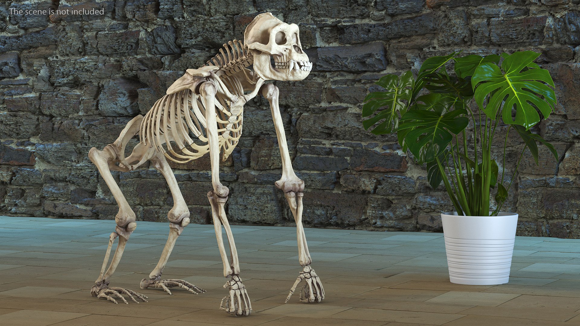 3D model Gorilla Skeleton Rigged - TurboSquid 2056033