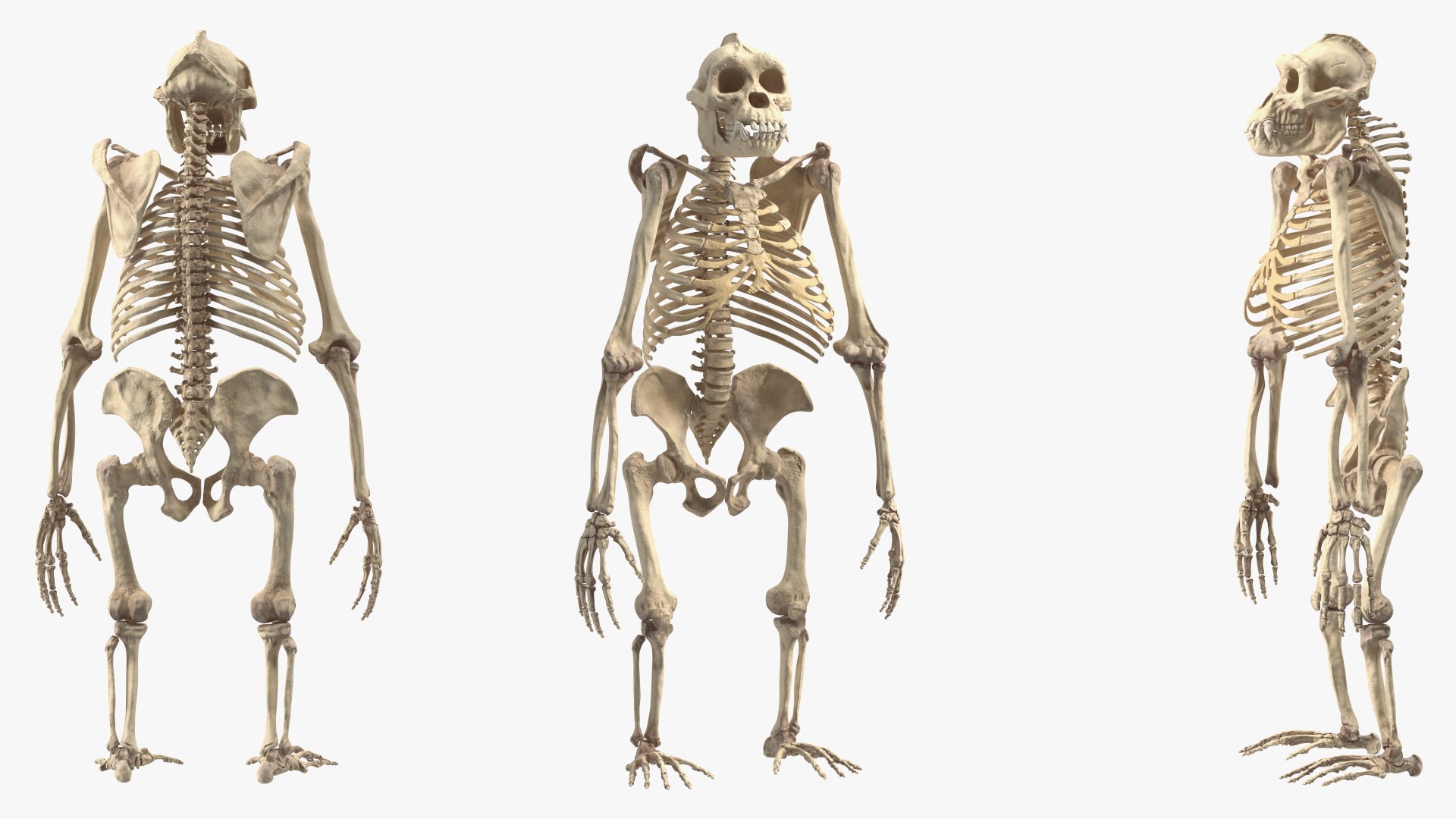 3D model Gorilla Skeleton Rigged - TurboSquid 2056033