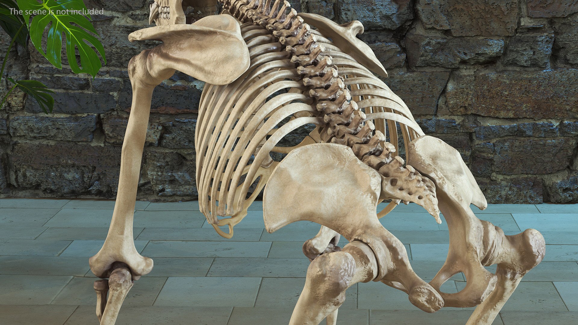 3D model Gorilla Skeleton Rigged - TurboSquid 2056033