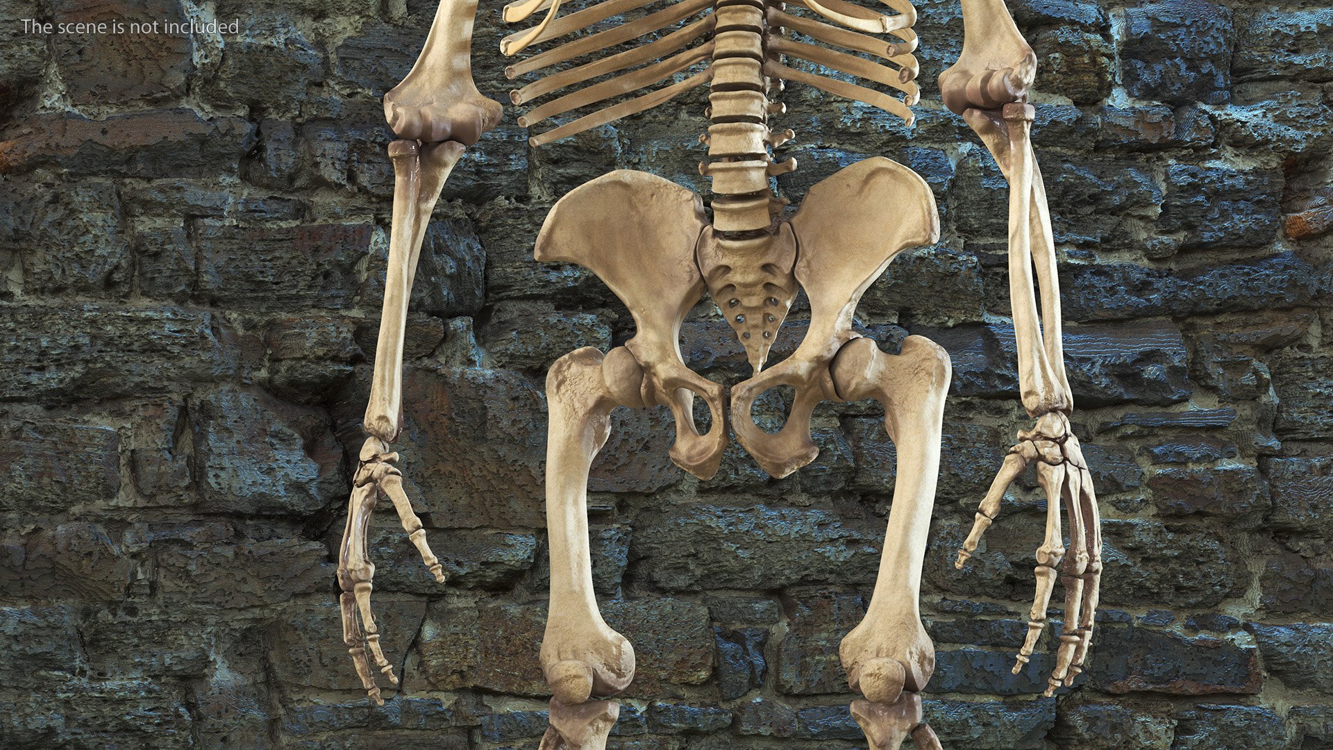 3D model Gorilla Skeleton Rigged - TurboSquid 2056033