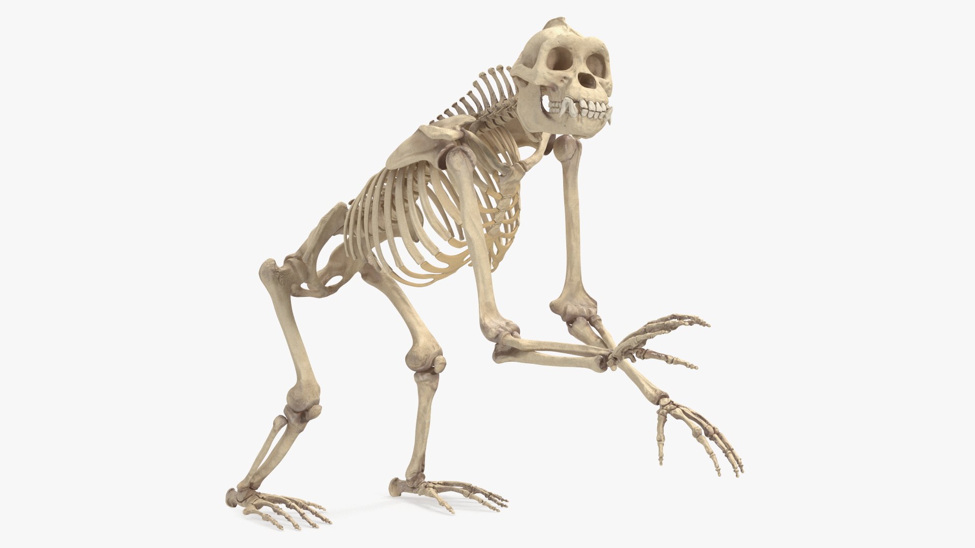 3D model Gorilla Skeleton Rigged - TurboSquid 2056033