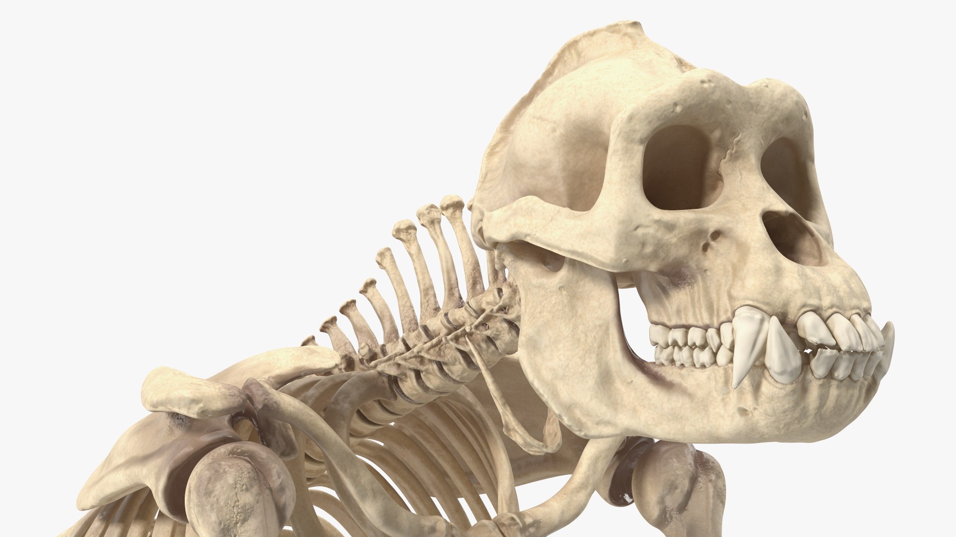 3D model Gorilla Skeleton Rigged - TurboSquid 2056033