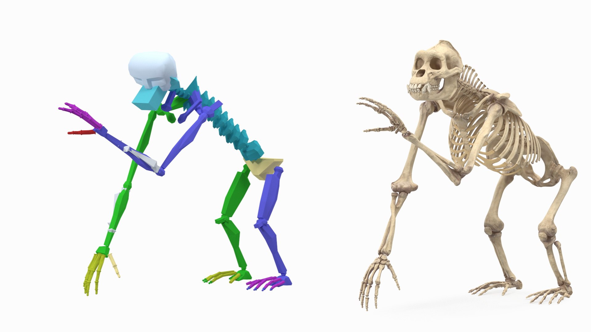 3D model Gorilla Skeleton Rigged - TurboSquid 2056033