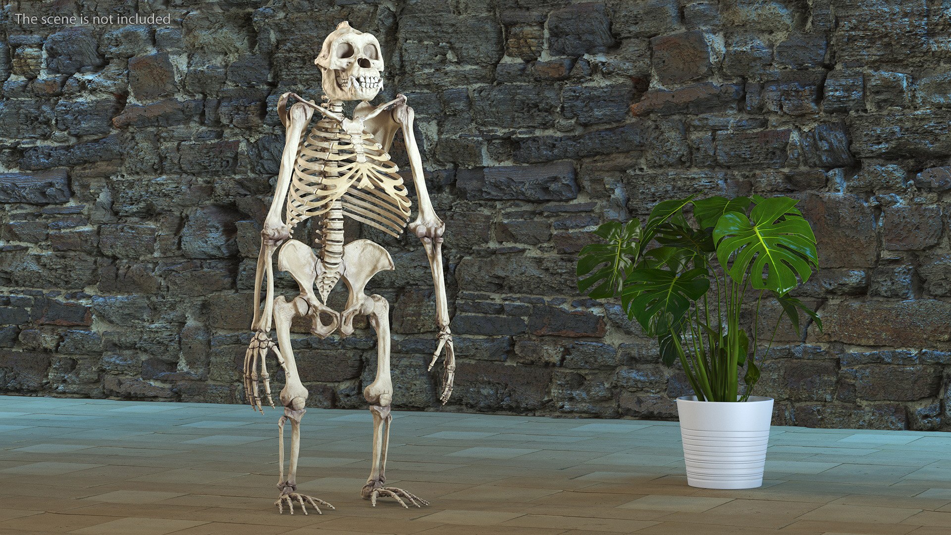 3D model Gorilla Skeleton Rigged - TurboSquid 2056033