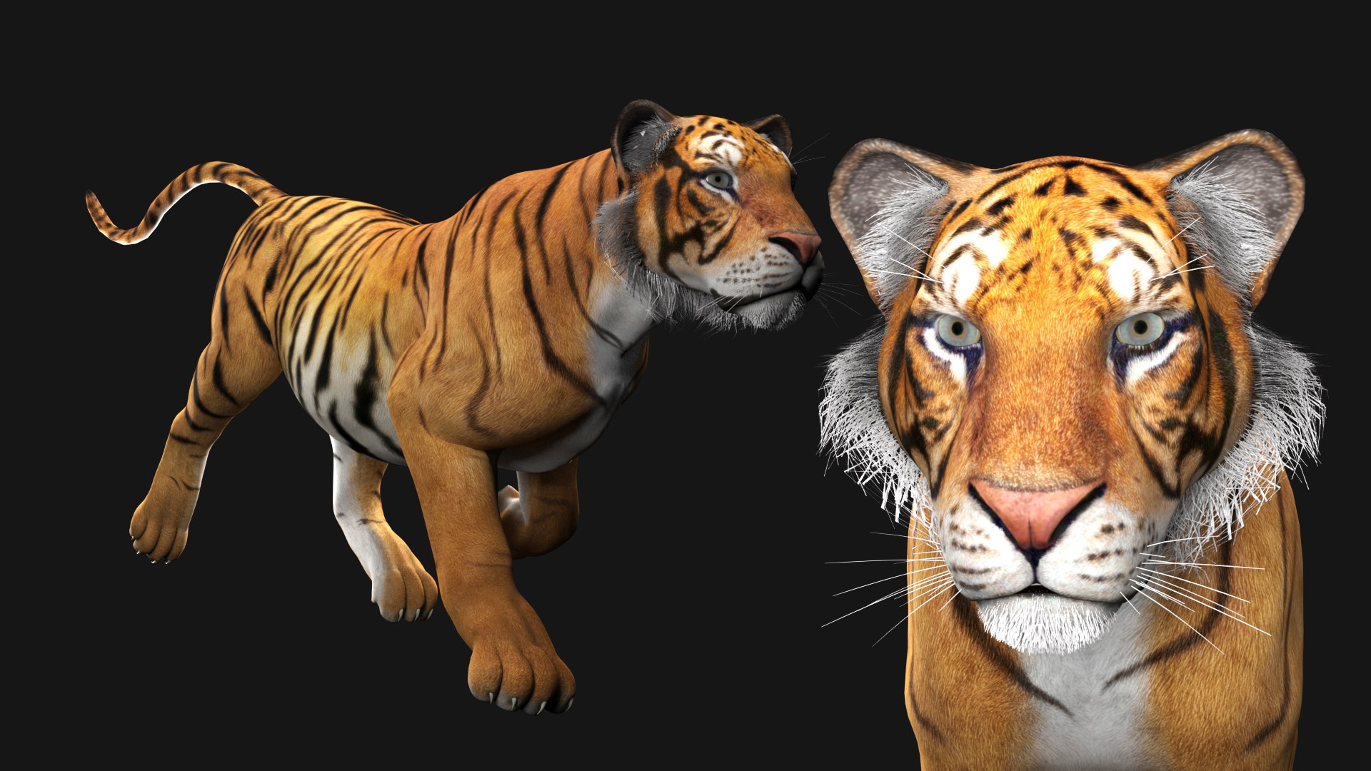 3D Model Bengal Tiger ANIMATED XGEN 3D Model 2 - TurboSquid 1886593