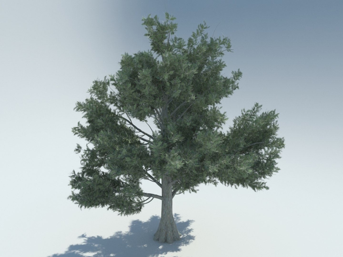 3D Bald Cypress Model - TurboSquid 1345446