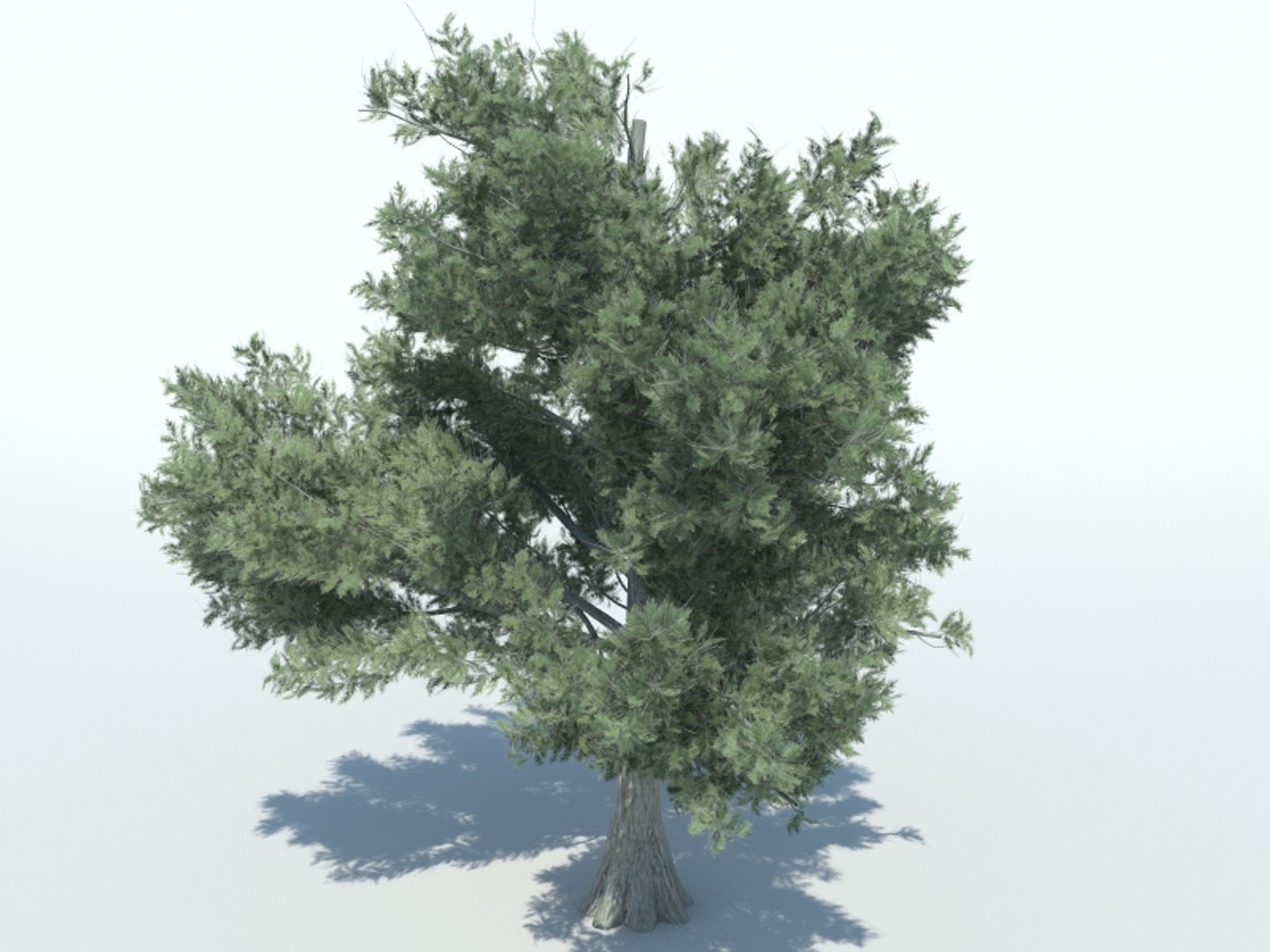 3D Bald Cypress Model - TurboSquid 1345446