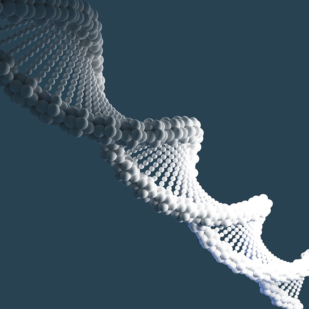 Dna 3d Model