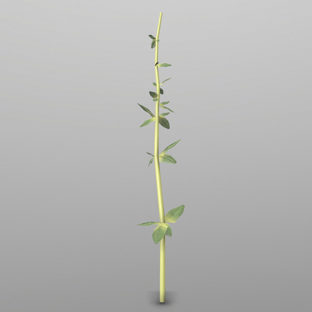 Thyme Ready Games 3D Model - TurboSquid 1289451