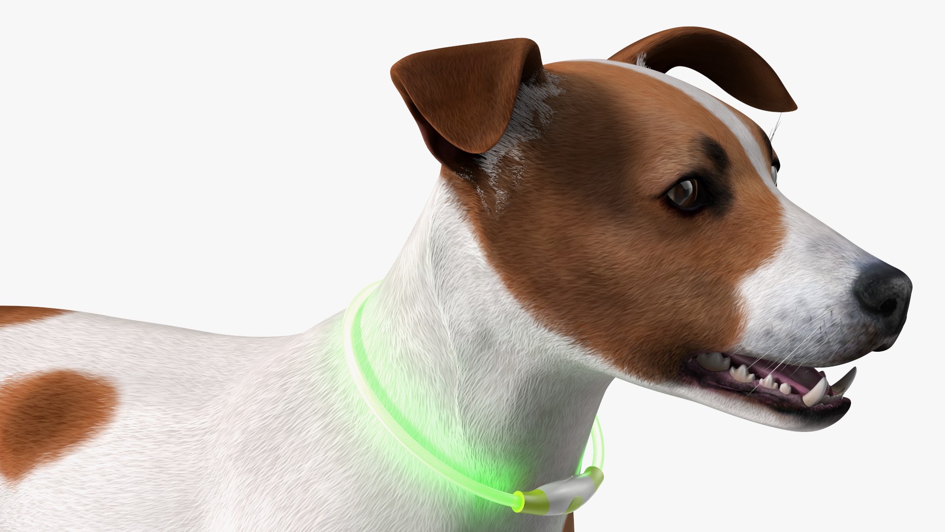 Jack Russell Terrier Wearing LED Collar Fur Model - TurboSquid 2355297