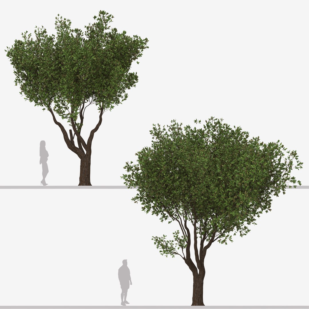 3D Set Of Olive Or Olea Europaea Tree Model - TurboSquid 1969954
