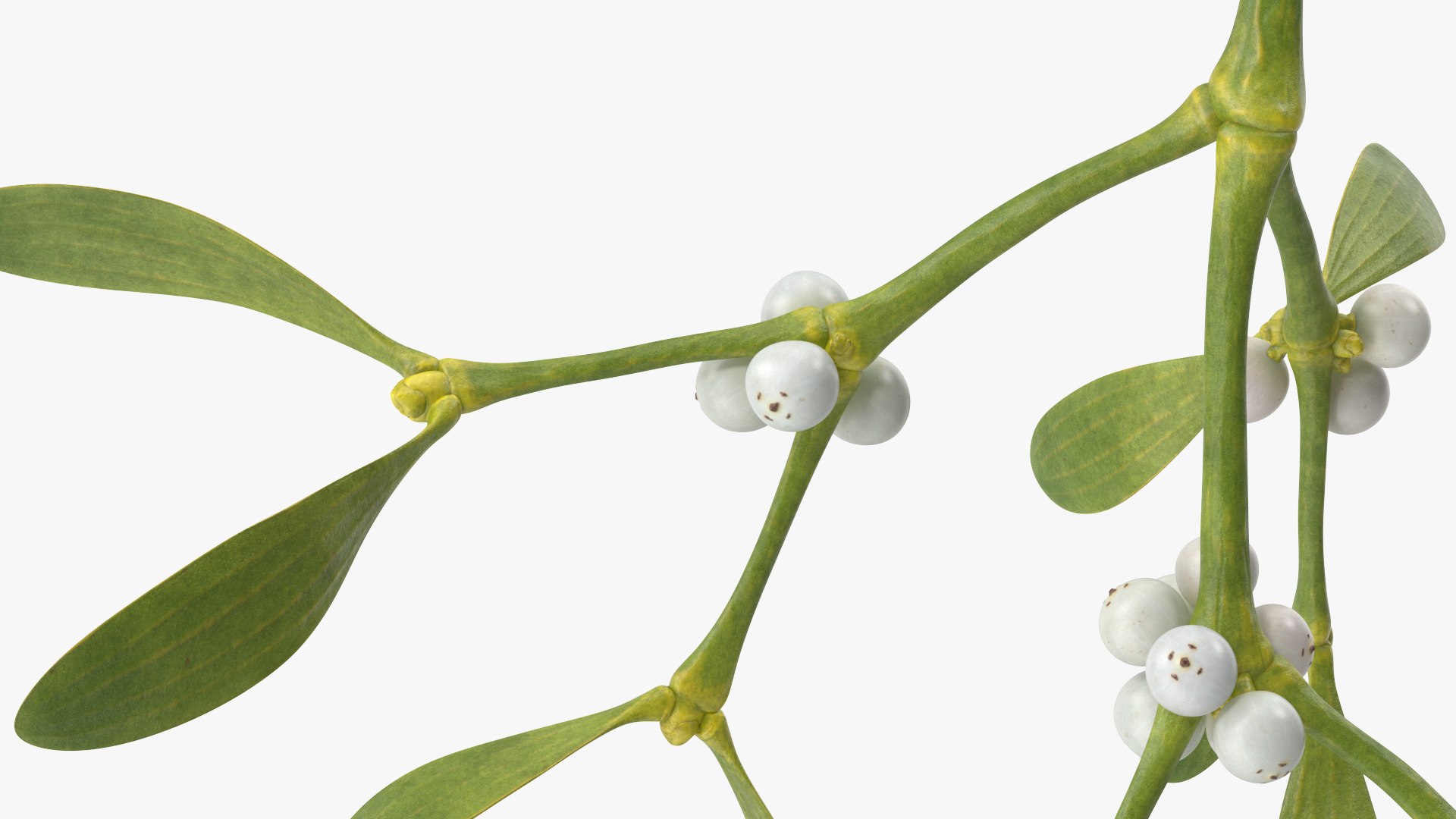 Mistletoe 1 With White Bow 2 3D - TurboSquid 1807381