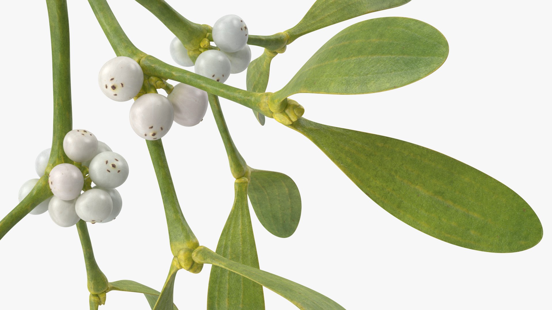 Mistletoe 1 With White Bow 2 3D - TurboSquid 1807381