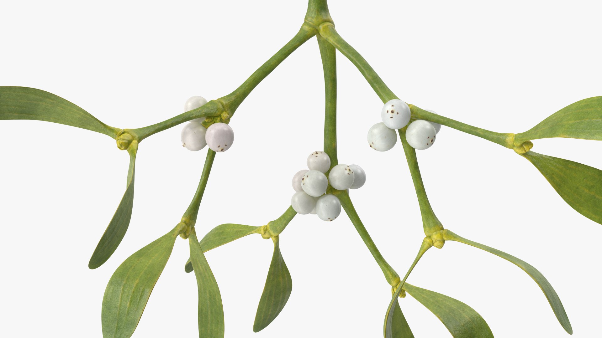 Mistletoe 1 With White Bow 2 3D - TurboSquid 1807381