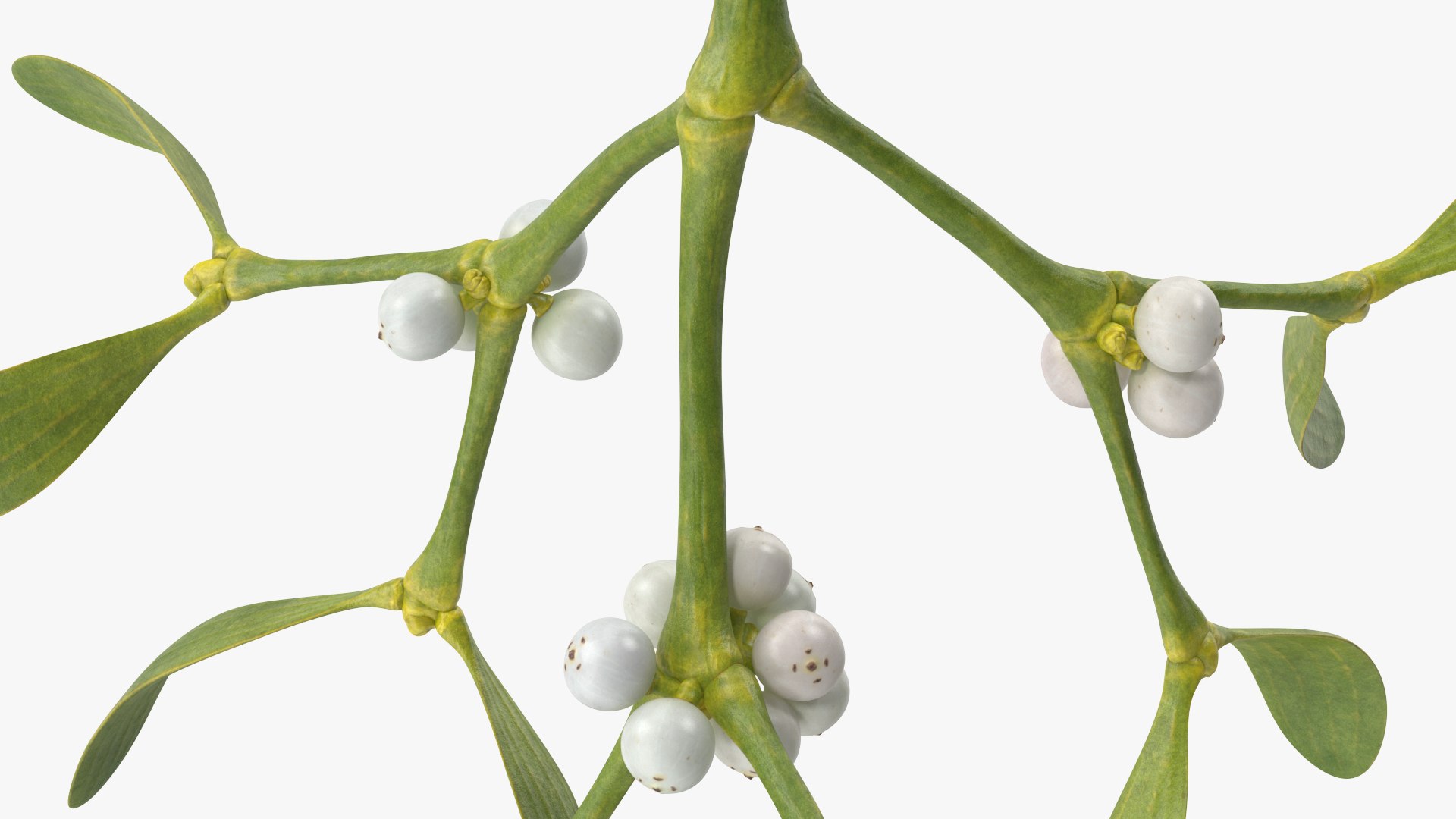 Mistletoe 1 With White Bow 2 3D - TurboSquid 1807381