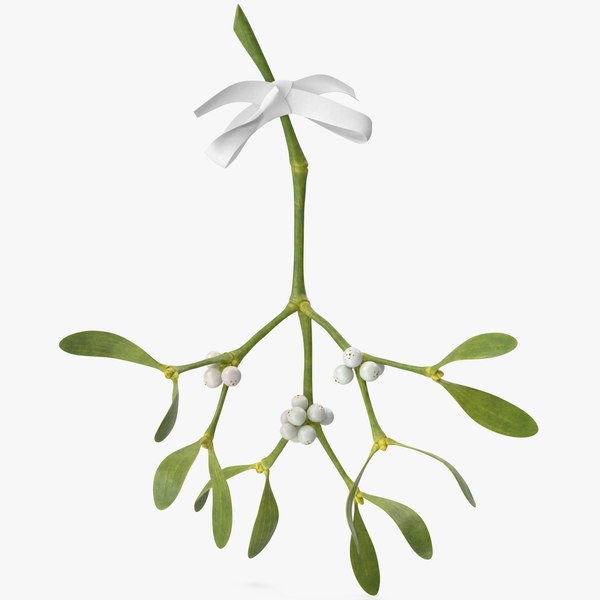 Mistletoe 3D Models for Download | TurboSquid