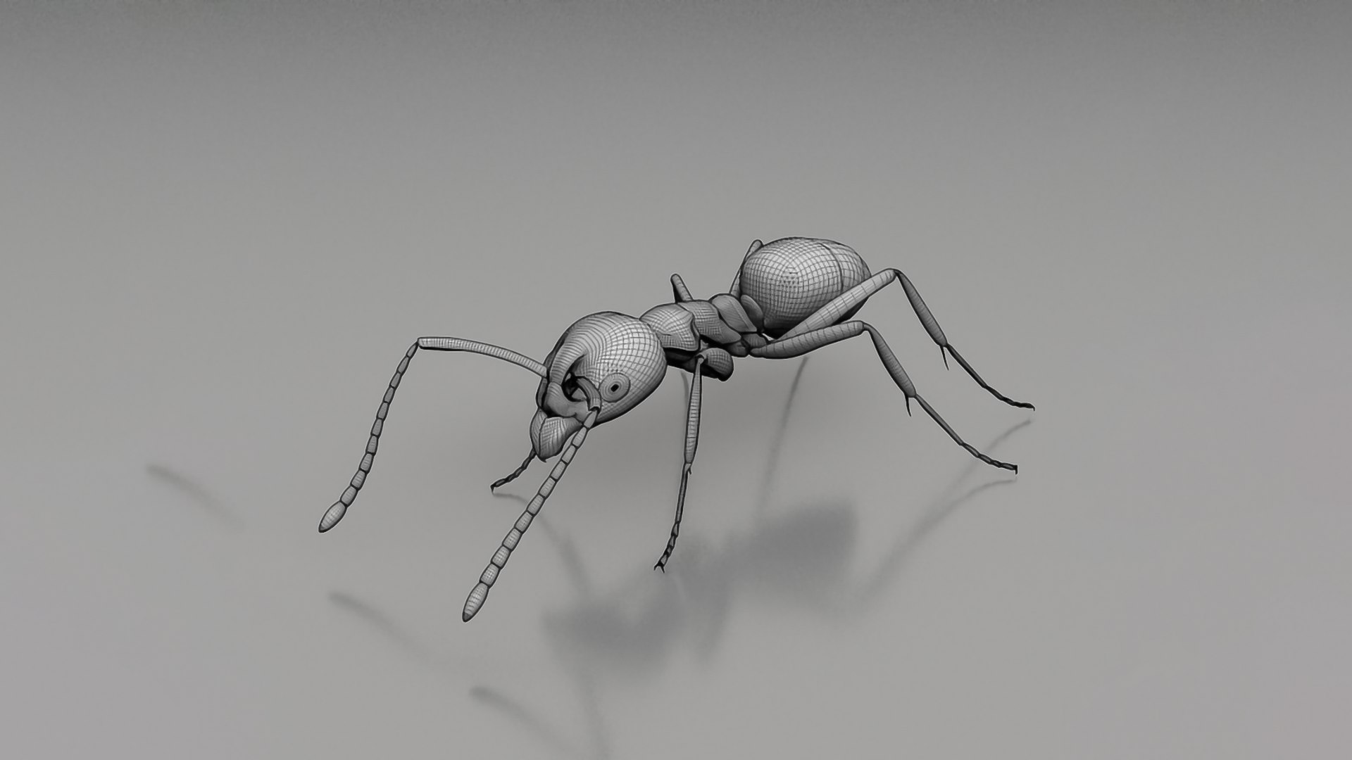 3D Realistic Insects Pack - Volume 02 Model - TurboSquid 2377037