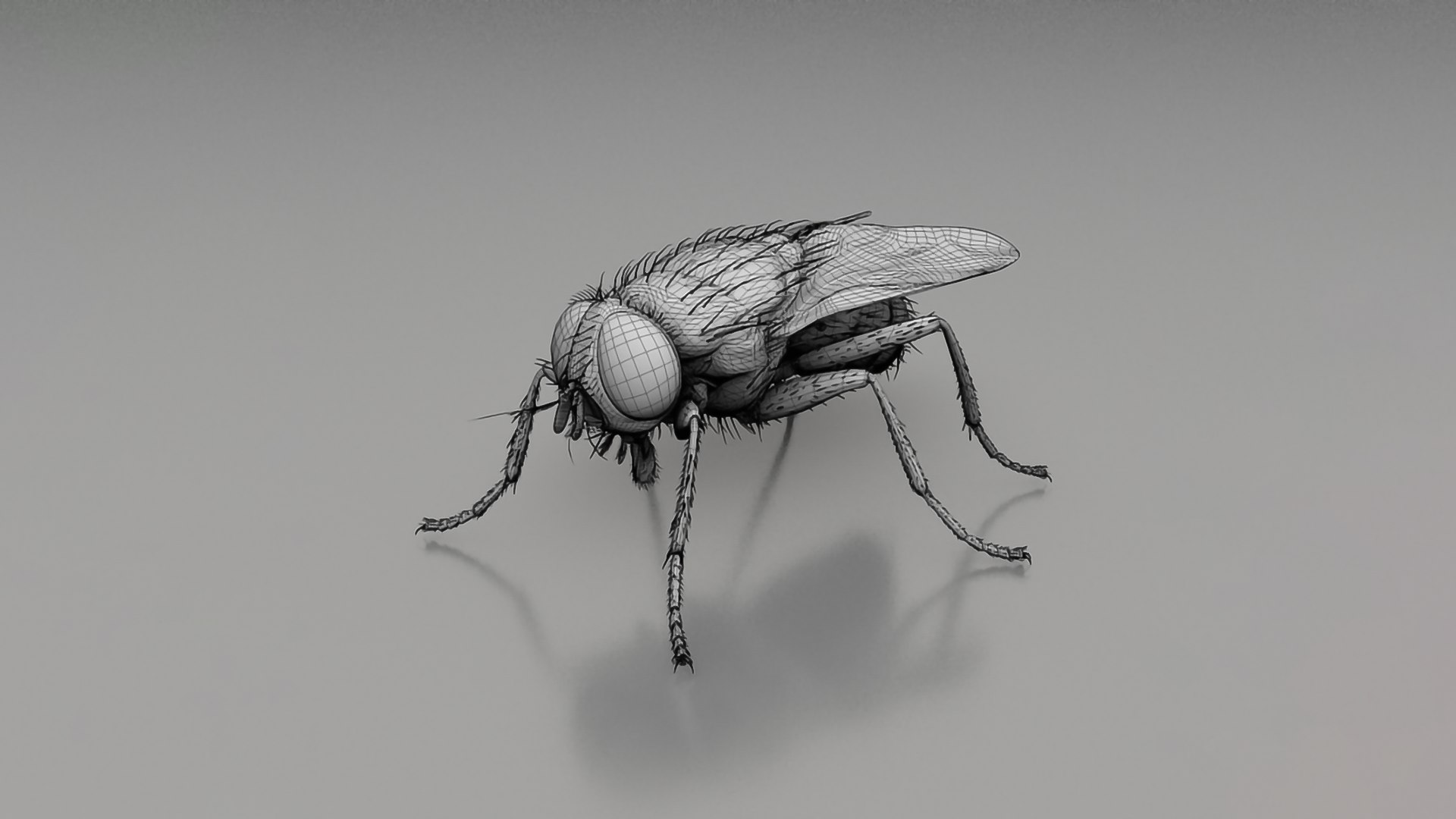 3D Realistic Insects Pack - Volume 02 Model - TurboSquid 2377037