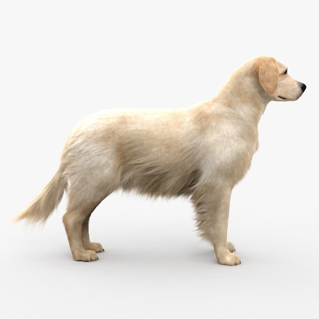 Golden Retriever HD Model - TurboSquid 1782720