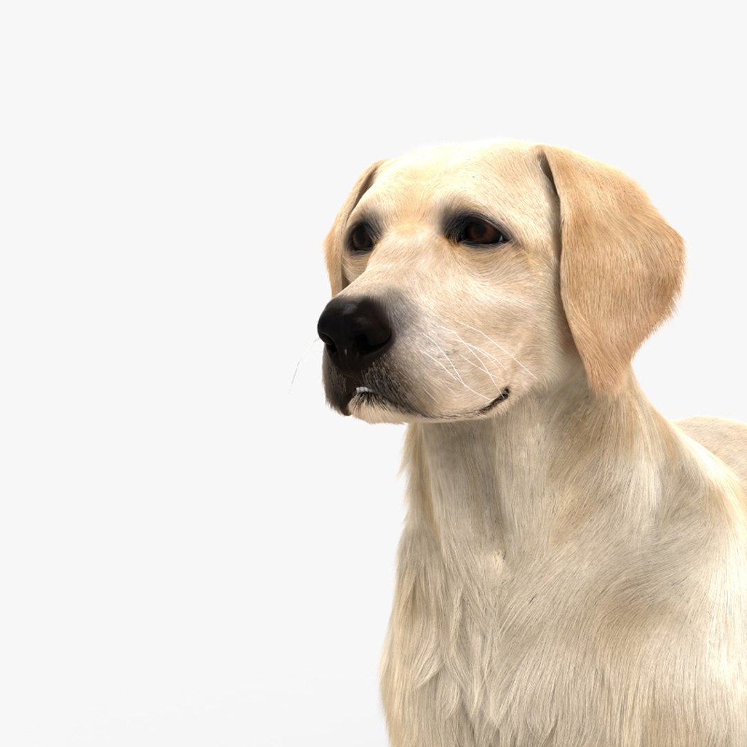 Golden Retriever HD Model - TurboSquid 1782720
